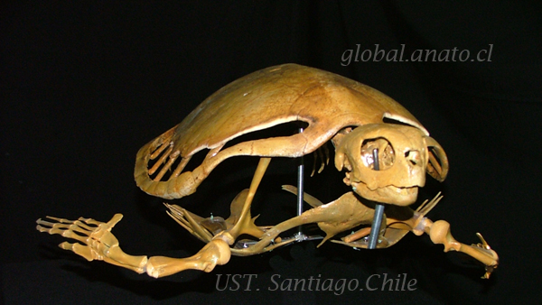 esqueleto « global.anato.cl