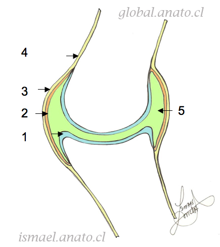 Articulation synoviale – global.anato.cl